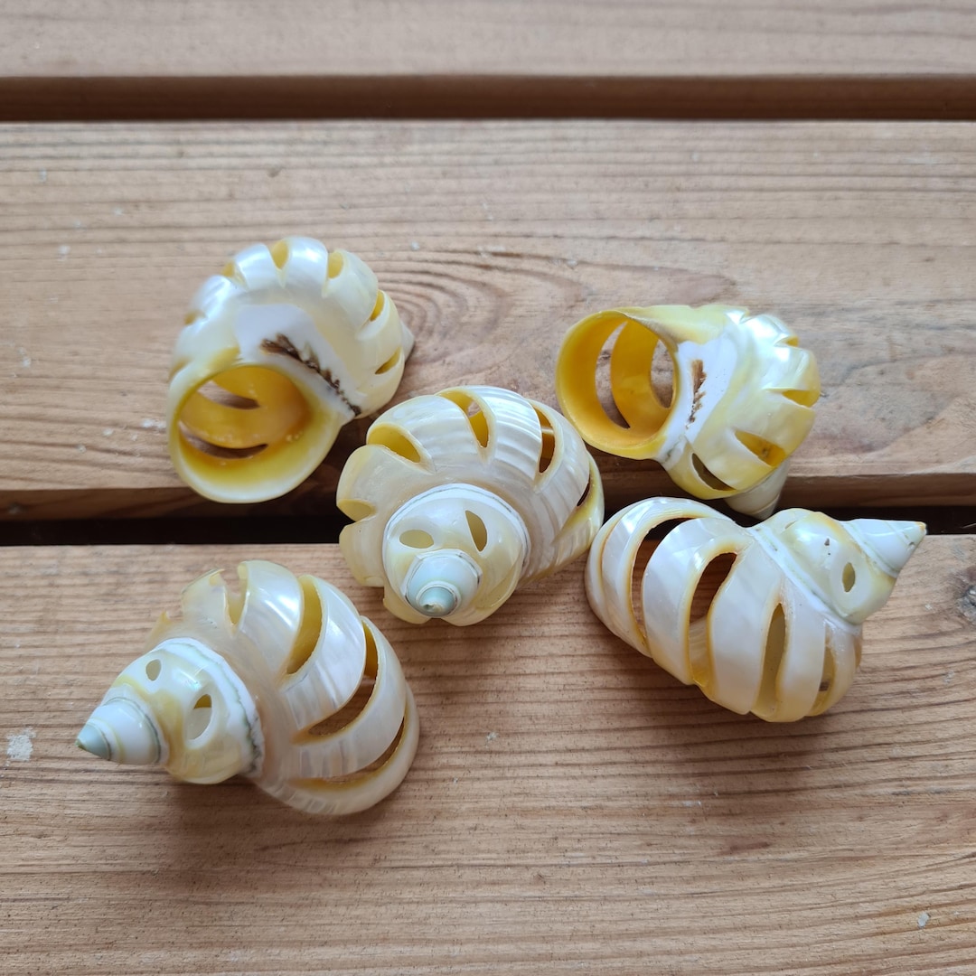 Goldmouth Turbo Spiral Cut Polished Seashells / Turbo Chrysostomus / 4 ...