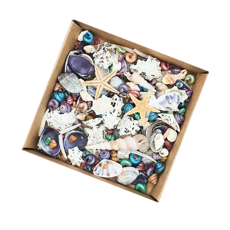 Sea Shells Jewelry - Etsy