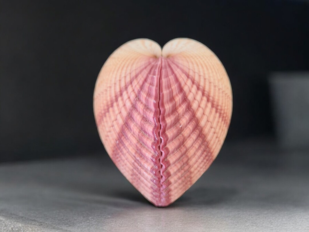 Giant Pink Heart Clam / Cardium Pseudolima / 8-10cm / Collectable Giant ...