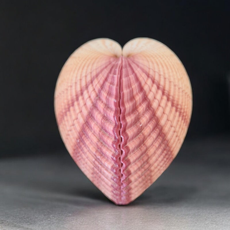 Seashell Heart - Etsy