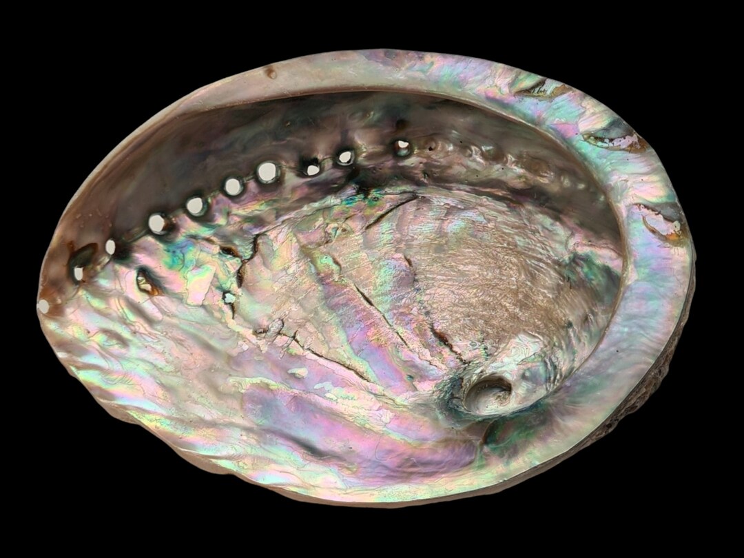 Abalone Shell - Beautiful Natural Abalone Sea Shell - Unpolished ...