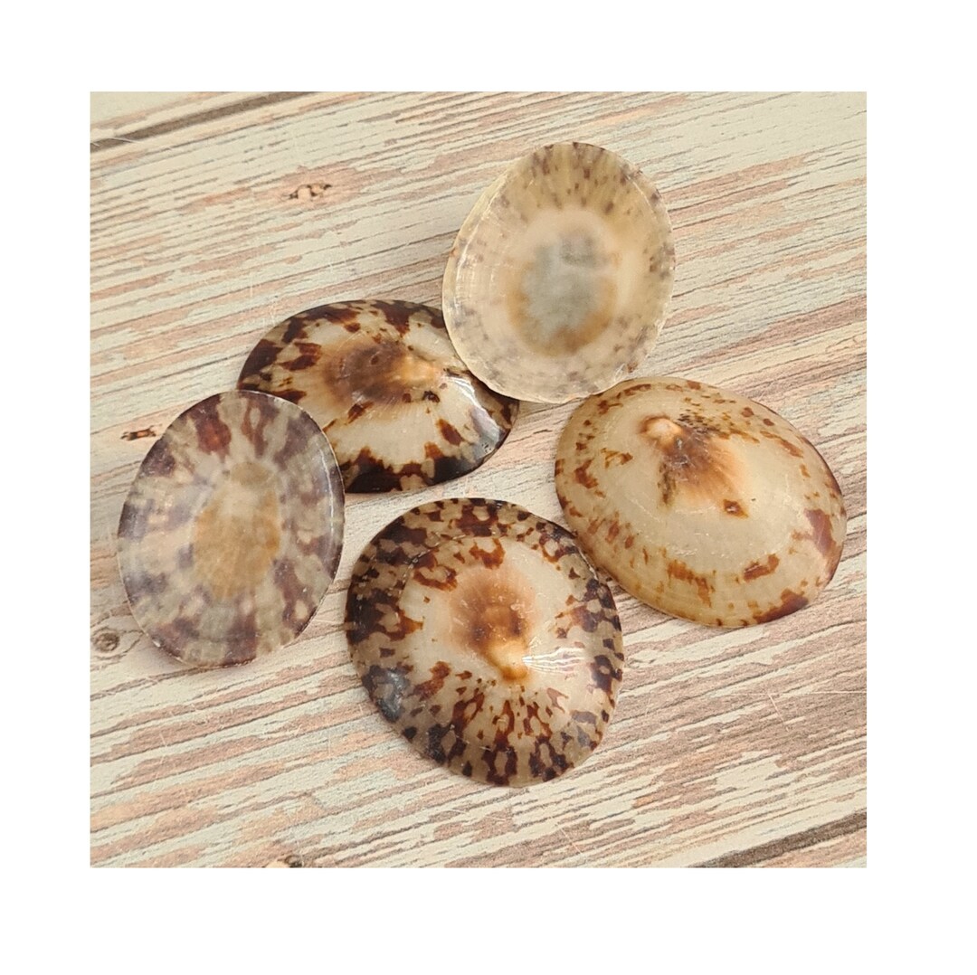 Pretty Seashells / Polished Limpet Shells / Art & Craft Natural Sea ...