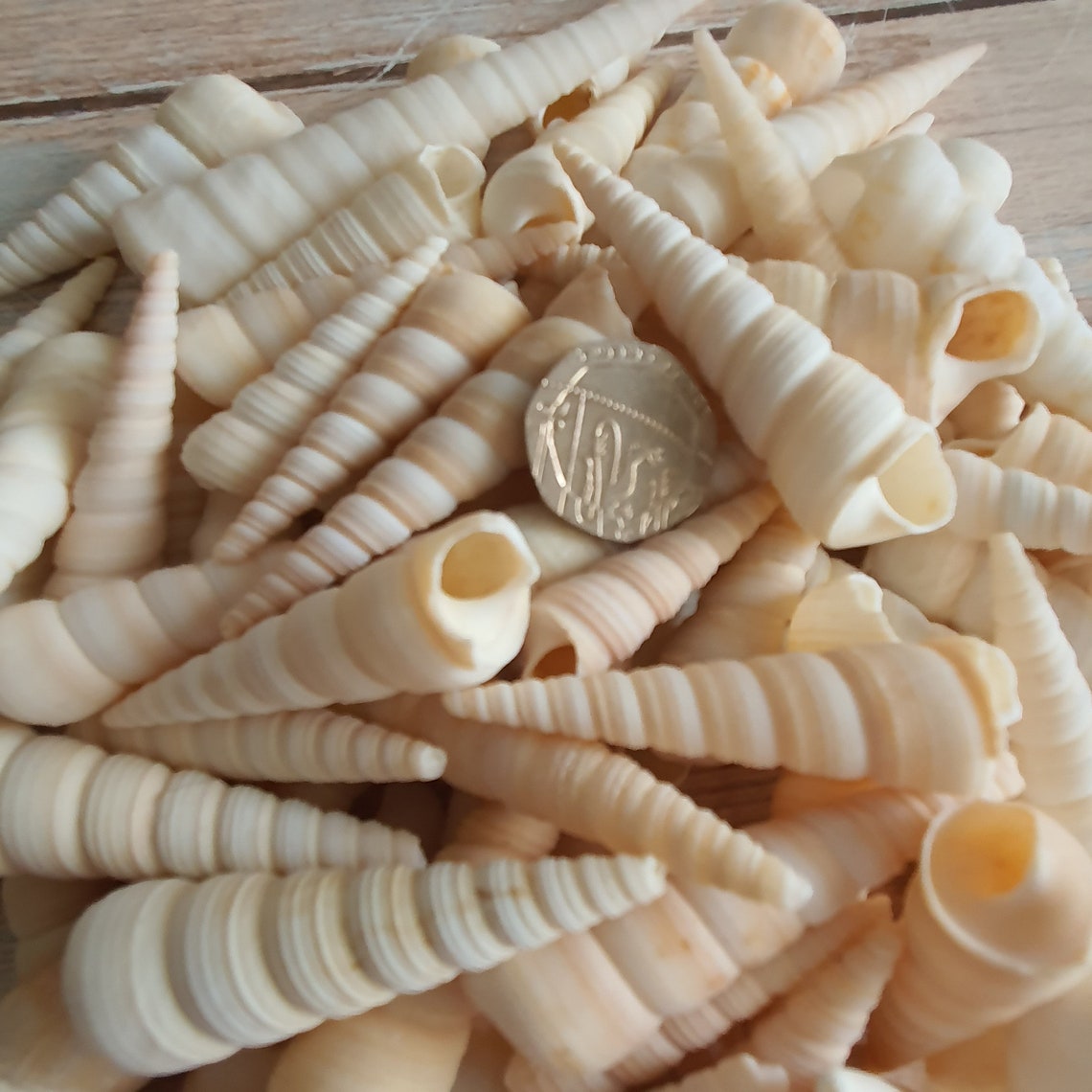 White Screw Shells 3-8cm Unicorn Horns Spiral Shell Beach - Etsy