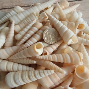 White Screw Shells 3-8cm Unicorn Horns Spiral Shell Beach Wedding ...