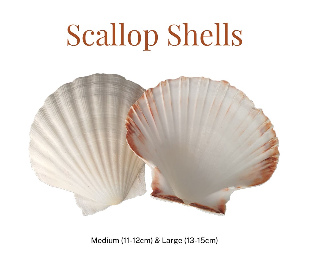 Natural Scallop Shells Cleaned & Ready for Use Available in Medium 11 ...