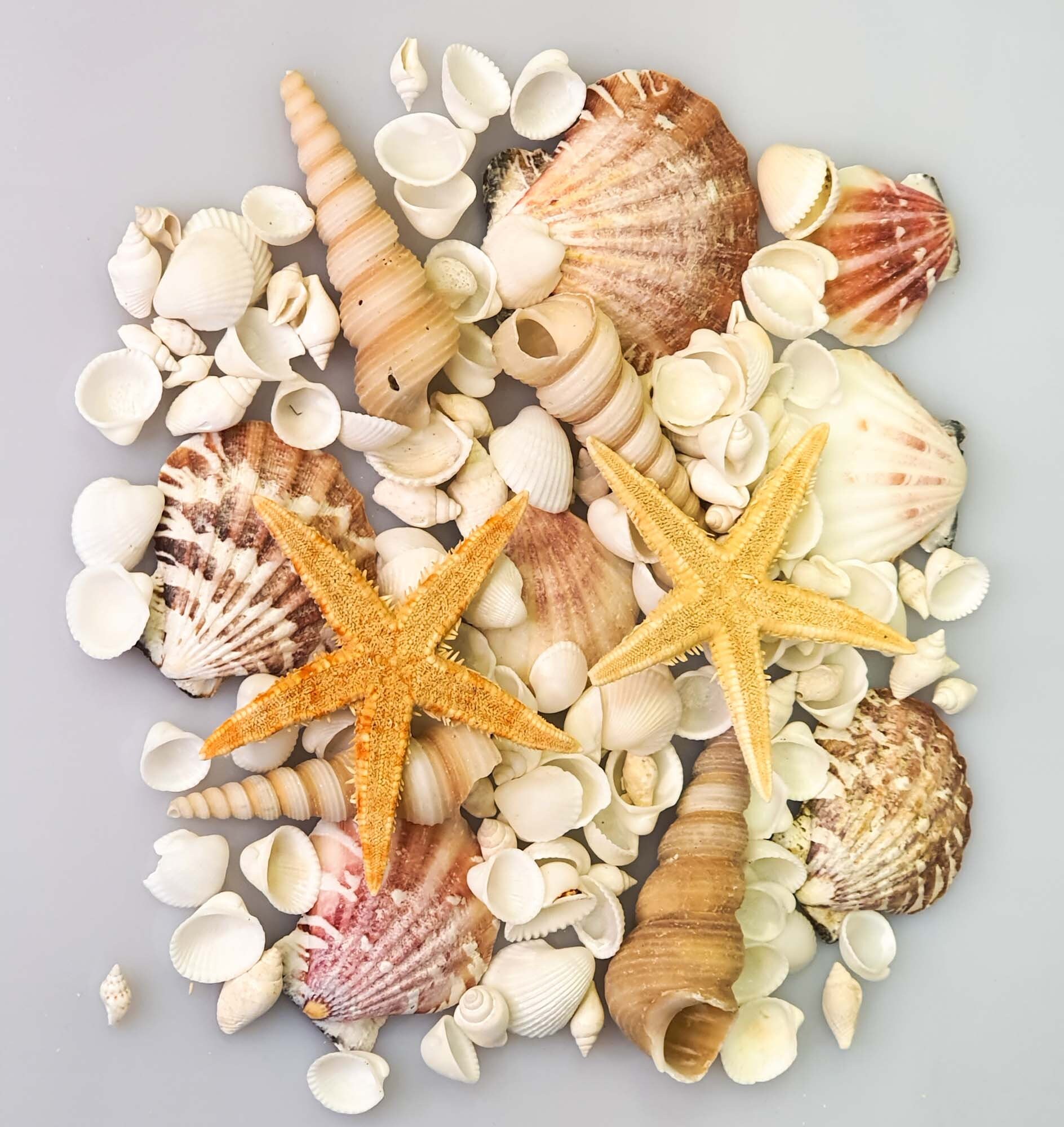 White/Pink Mixed Seashells 120g including White Rose Cockles | Etsy