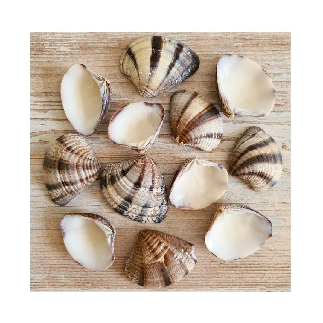 Striped Zebra Cockles / Sea Shells Black and White Stripy Cockle Shell ...