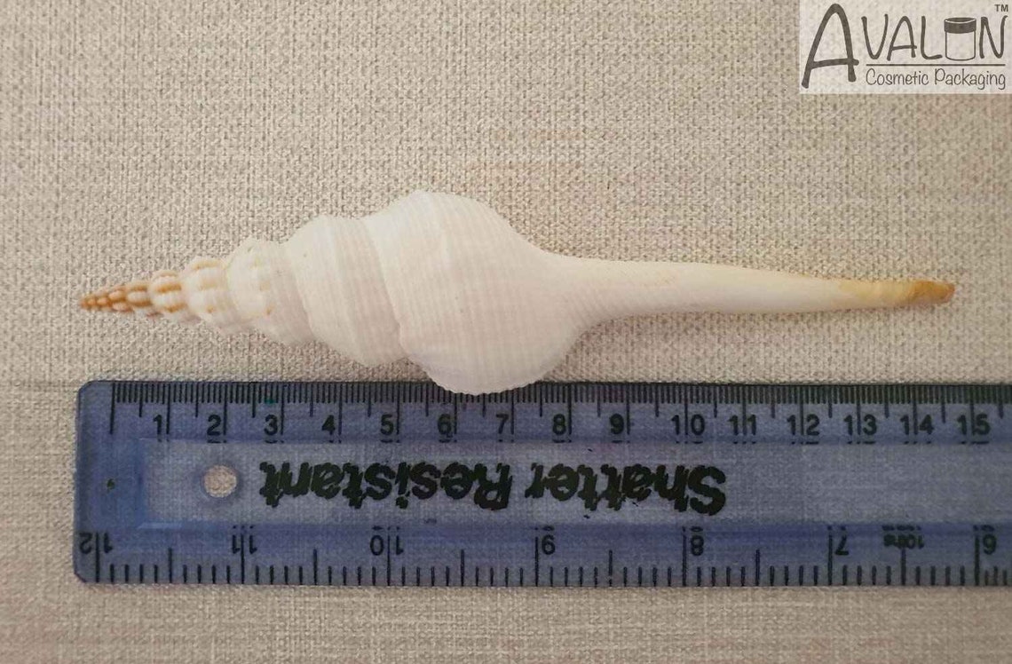 Tibia Spindle Sea Shells White Tibia Shell Long Pointy Shells - Etsy