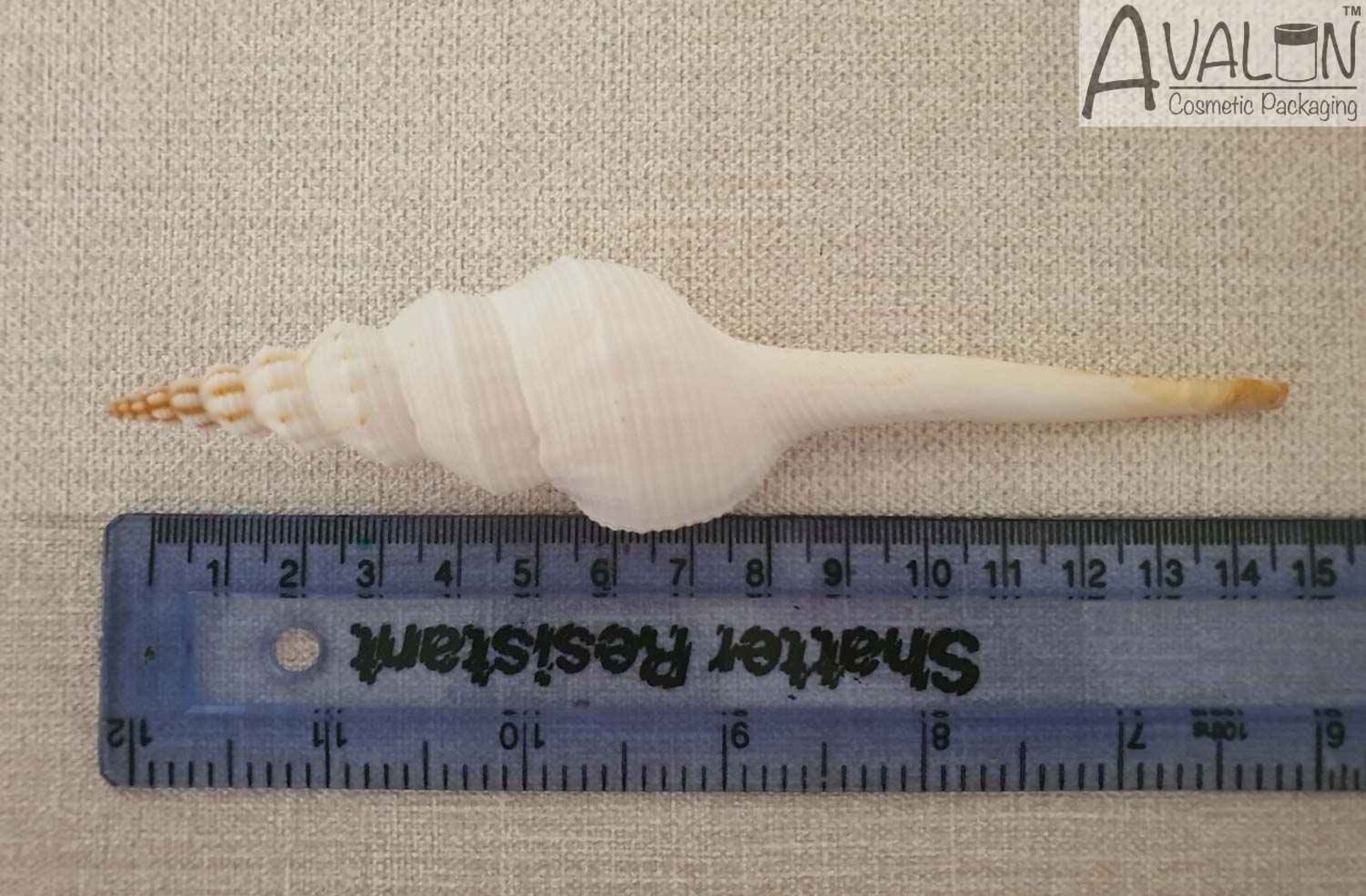 Tibia Spindle Sea Shells White Tibia Shell Long Pointy Shells - Etsy UK