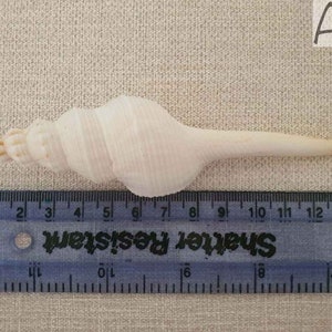 Tibia Spindle Sea Shells White Tibia Shell Long Pointy Shells Shabby ...
