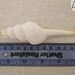Tibia Spindle Sea Shells White Tibia Shell Long Pointy Shells Shabby ...