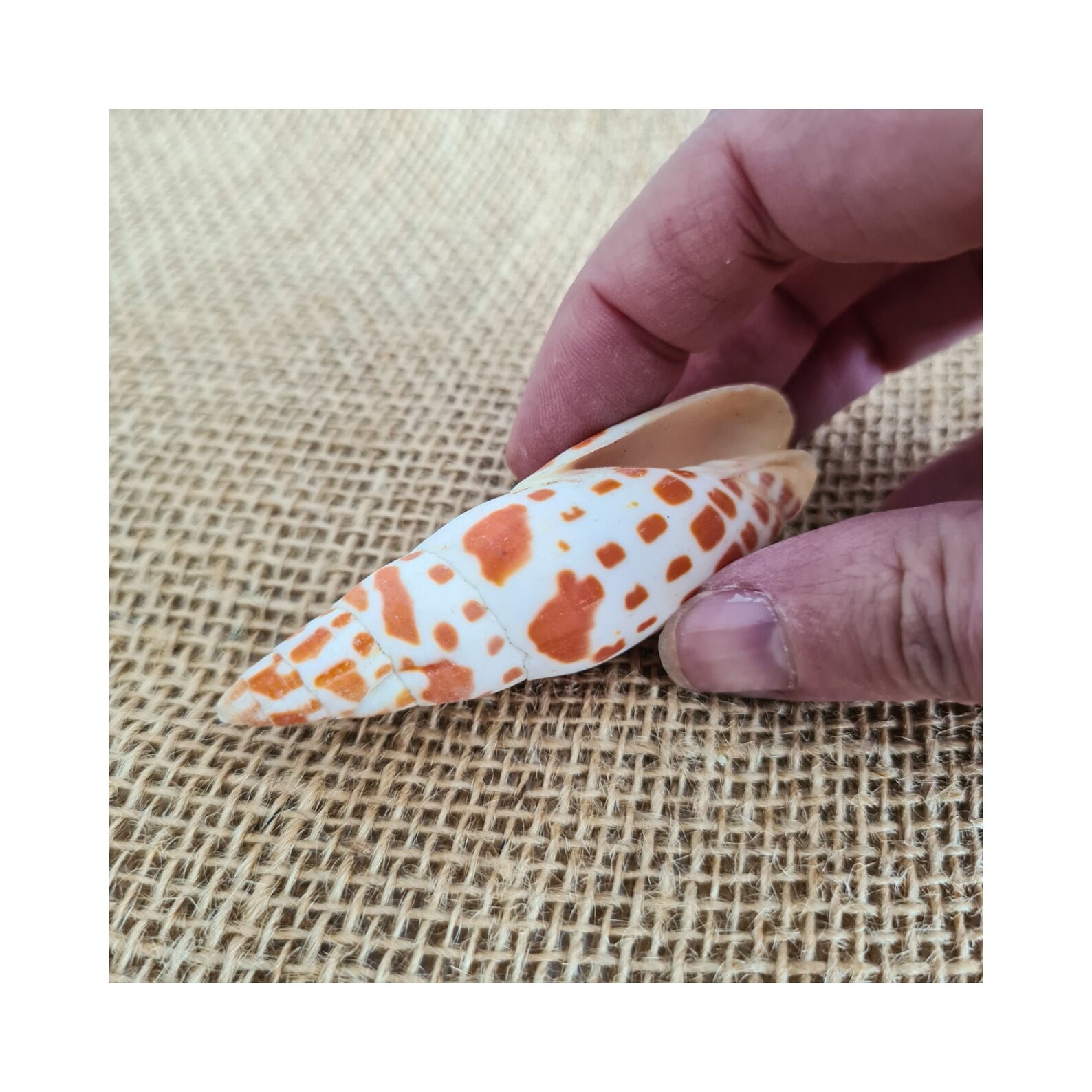 Mitra Episcopalis / Mitra Mitra / Orange and White Spiral Sea Shells ...