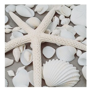 Mixed WHITE Shells Natural Shells and Starfish / Approx 100 + Craft ...