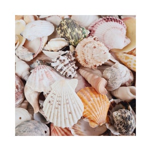 Mixed Sea Shells / Beach Shells / Mixed Shells for Display / Terrarium ...