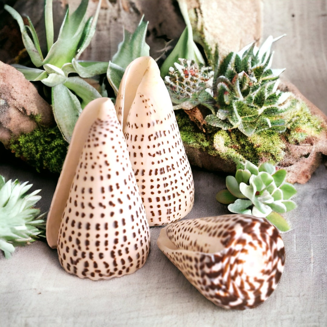 BIG LEOPARD CONE Conus Literatus Collectable Black & White Seashell ...