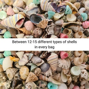 BULK Mixed Small Seashells 500 G (1.1 Lb) Large Bag of Natural Colorful ...