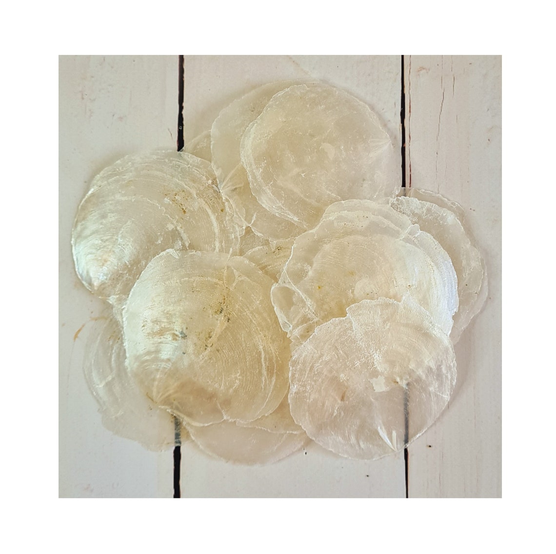 Natural Capiz Shells / Raw Rough Edge Cream White Camar Shells - Etsy UK