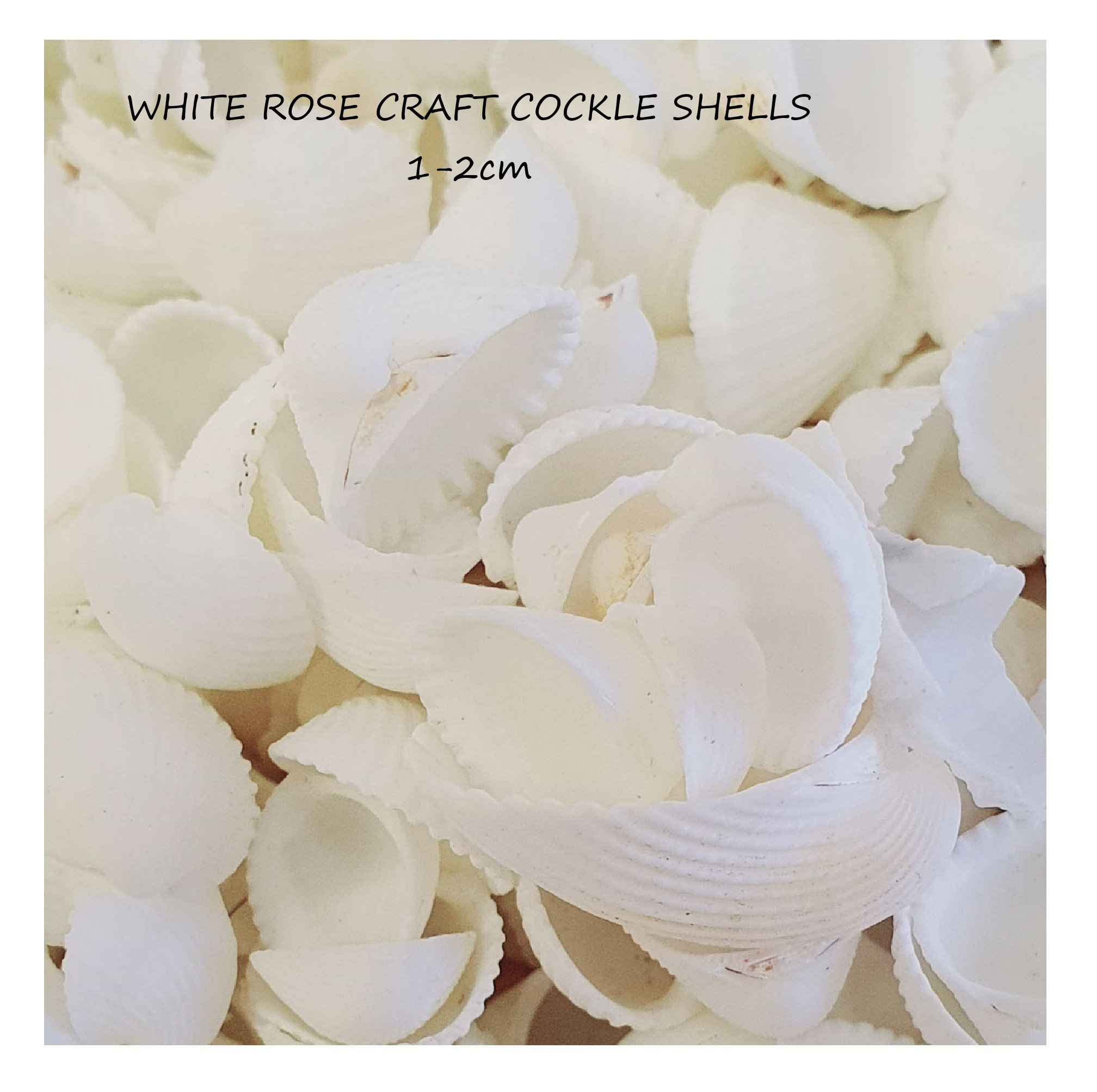 Small White Cockle Shells 1–2cm | Rose Craft Cockle | Craft Shells ...