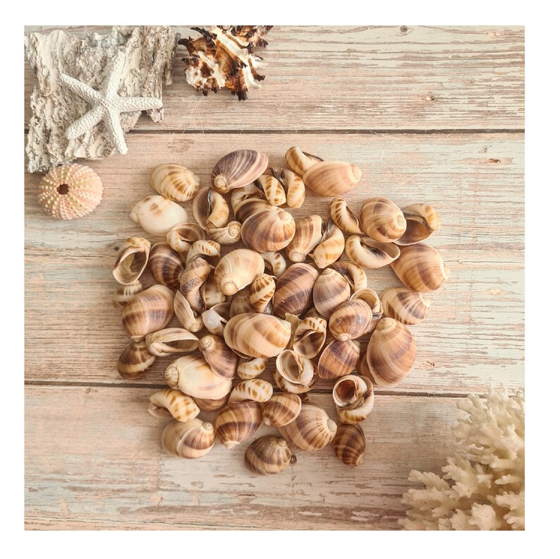 Pretty Spiral Seashells / Natural Moon Shells / Hermit Crab - Etsy