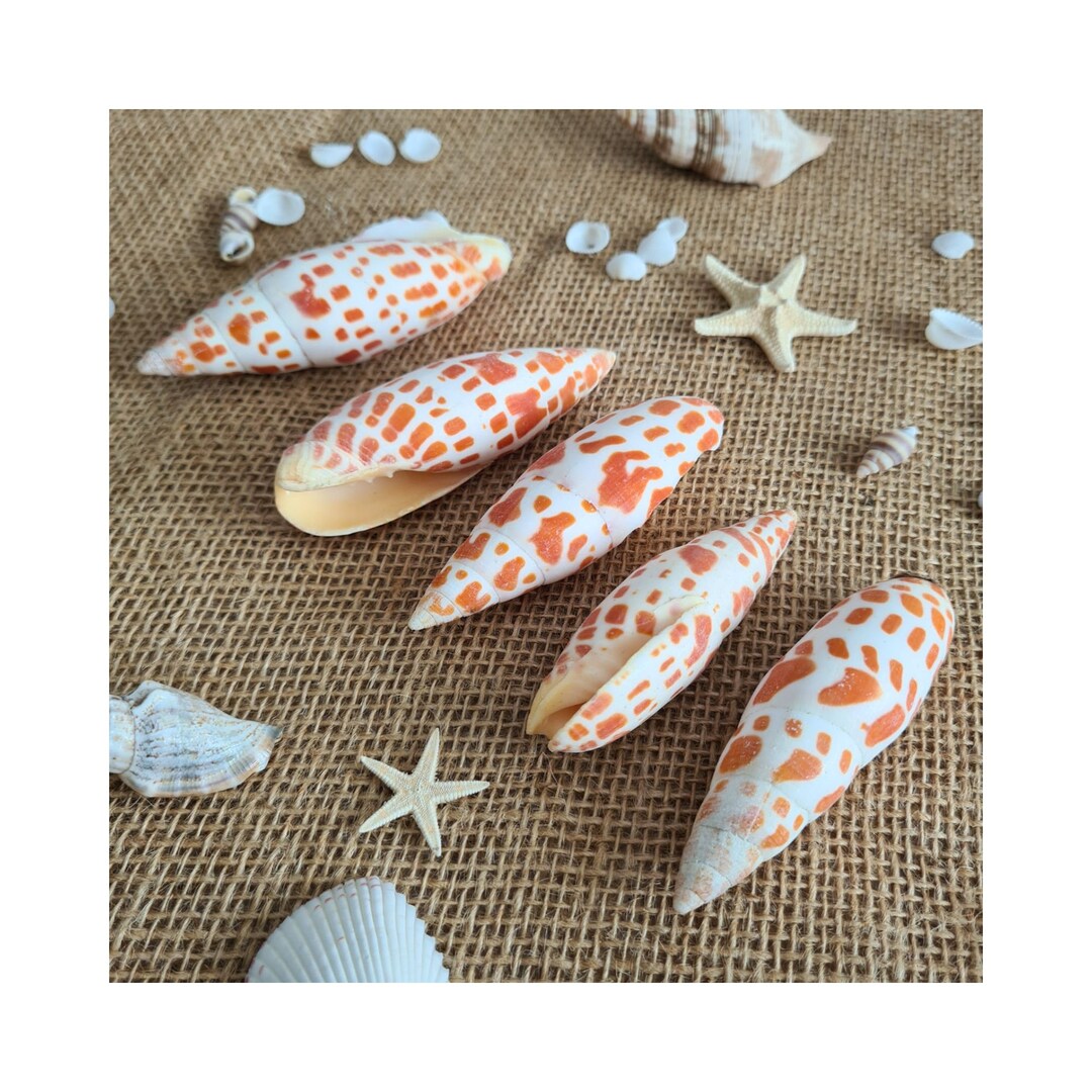 Mitra Episcopalis / Mitra Mitra / Orange and White Spiral Sea Shells ...