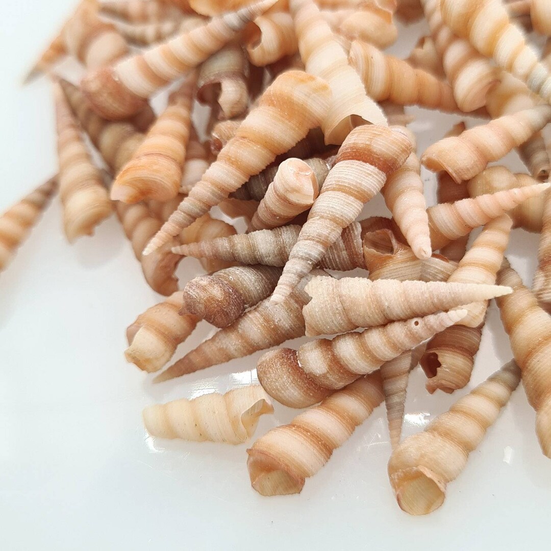 Tiny Micro Turritella Natural Screw Shells / Miniature Spiral - Etsy