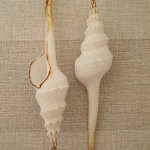 Tibia Spindle Sea Shells White Tibia Shell Long Pointy Shells Shabby ...