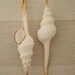 Tibia Spindle Sea Shells White Tibia Shell Long Pointy Shells Shabby ...
