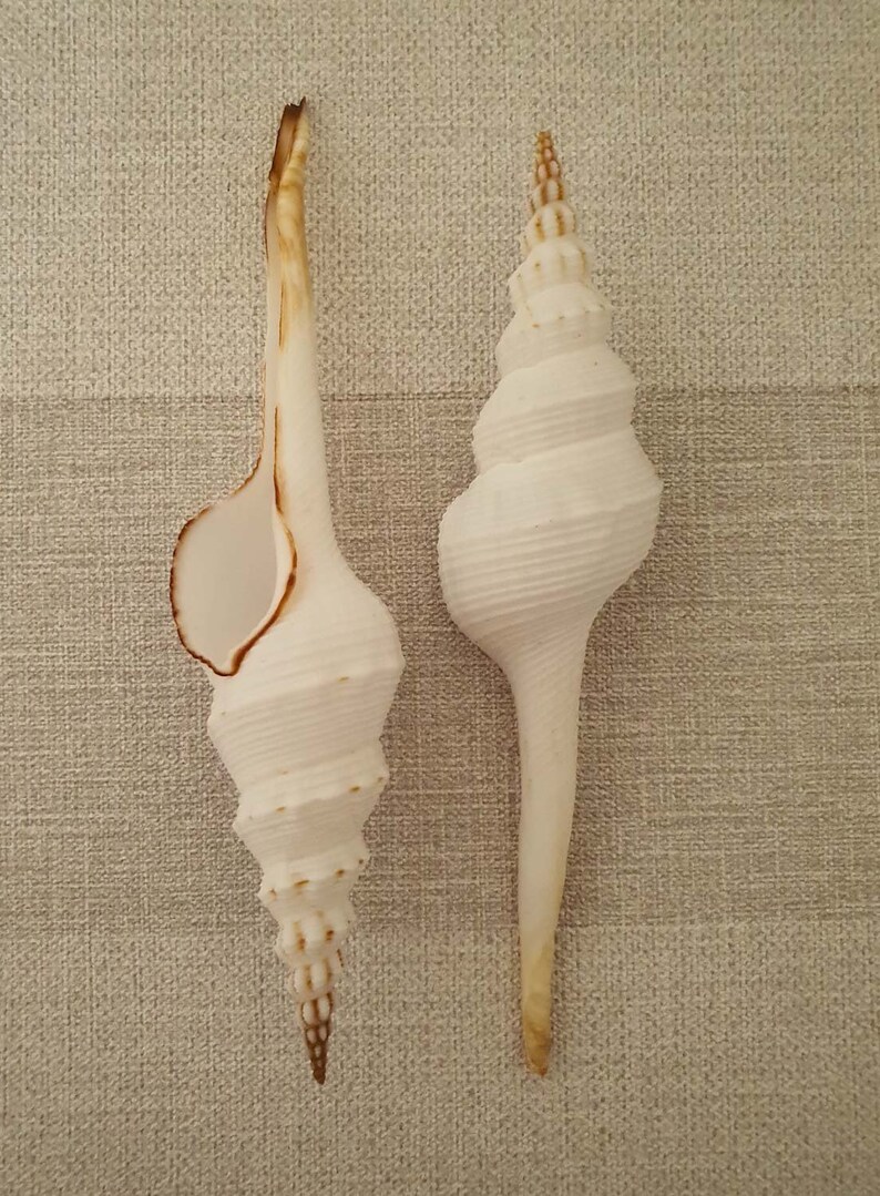 Tibia Spindle Sea Shells White Tibia Shell Long Pointy Shells - Etsy
