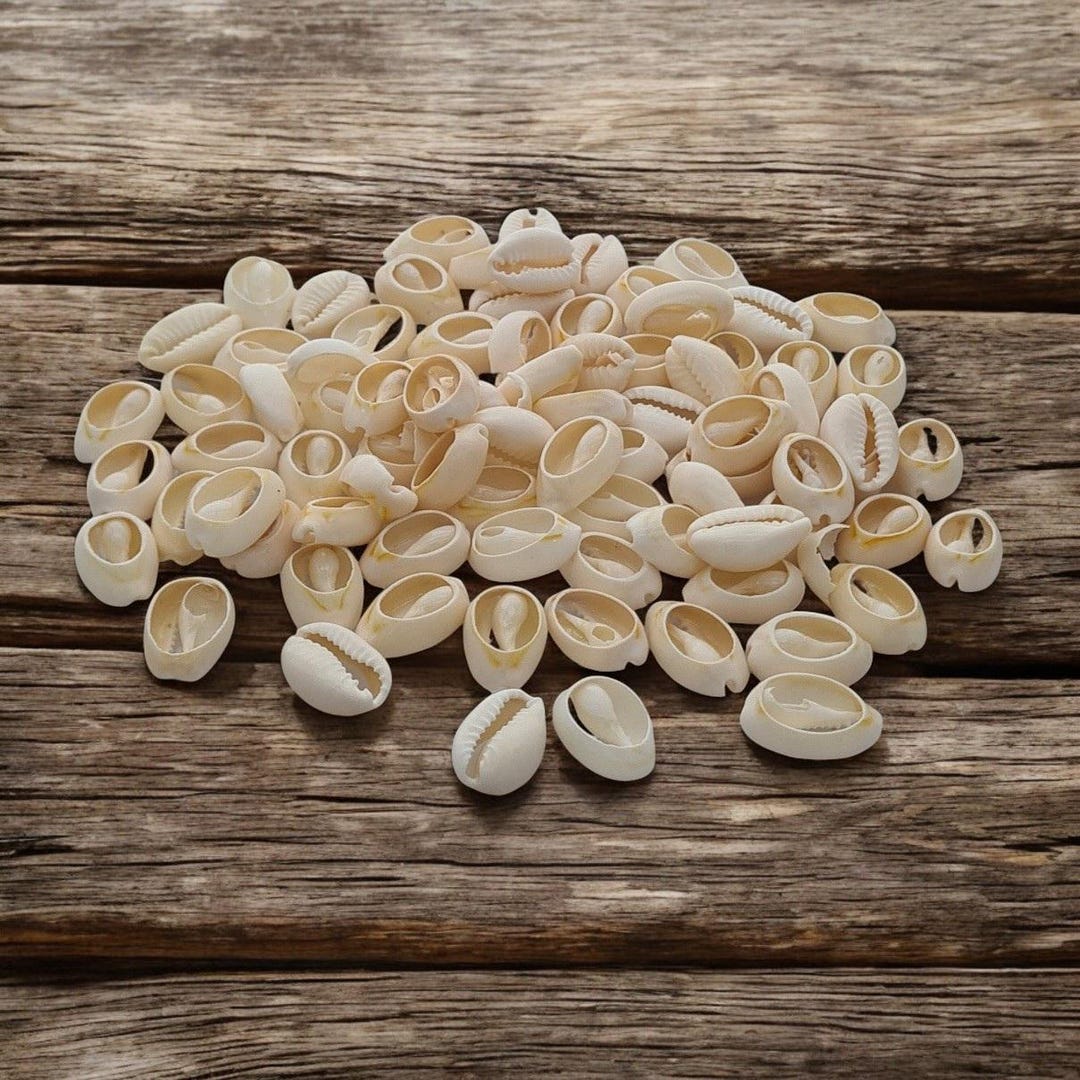 Wholesale Cowrie Shells 50 -500 Shell. Natural Sea Shell, Money Shell ...