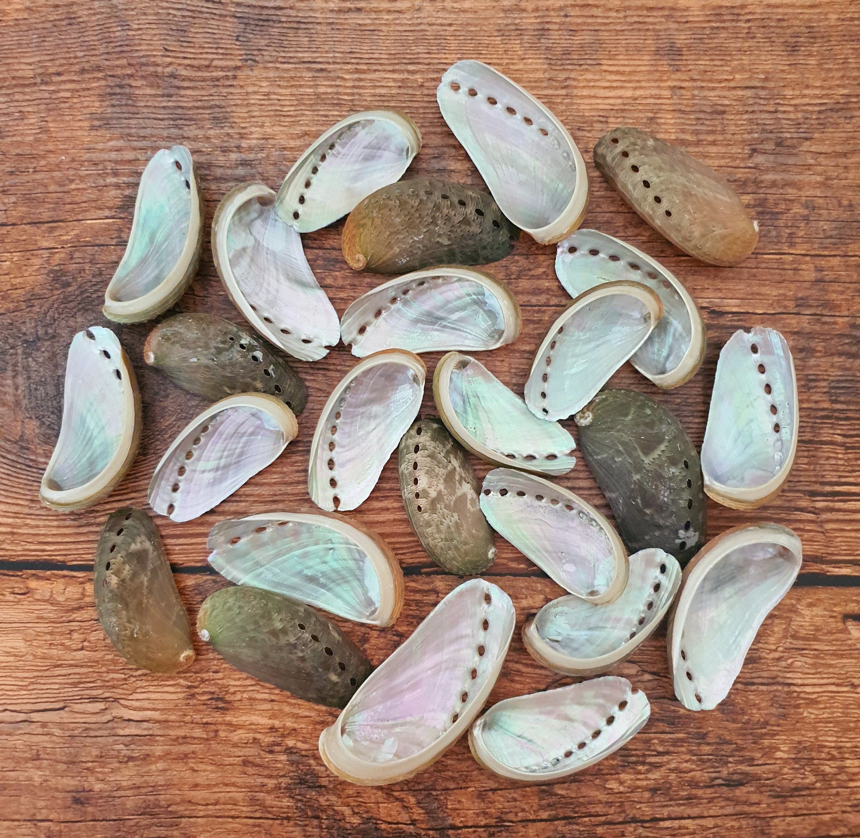 Donkey Ear Abalone Shells Donkeys Ears Asses Ears Sea Shell - Etsy