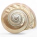 Large Pearlized Spiral Turbo Borgese Shell 9-10 Cm (4 Inches) Wedding ...