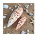 Mitra Episcopalis / Mitra Mitra / Orange and White Spiral Sea Shells ...