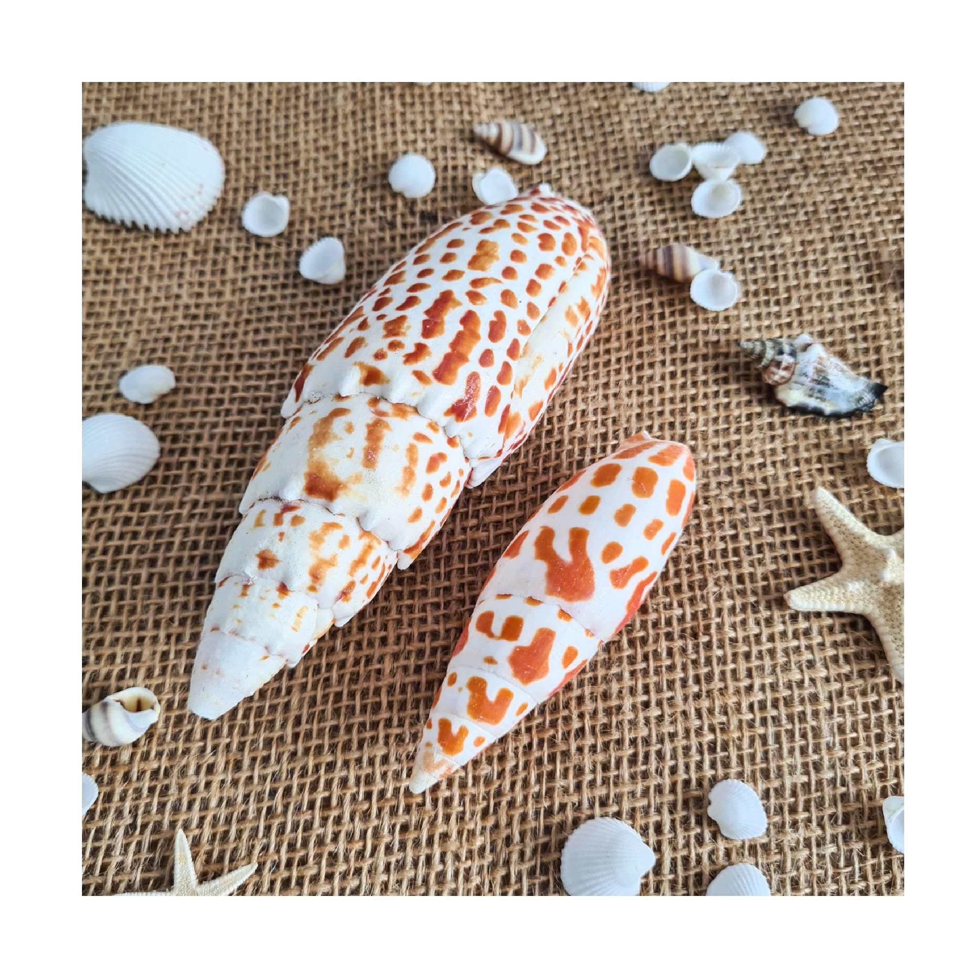Mitra Episcopalis / Mitra Mitra / Orange and White Spiral Sea Shells ...