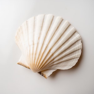Natural Scallop Shells | Cleaned & Ready for Use | Available in Medium ...