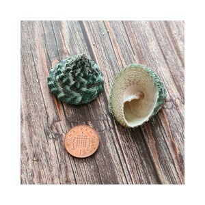 Troca Green Seashells / Natural Green and White "turban" Cone Shaped ...