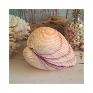 Giant Pink Heart Clam / Cardium Pseudolima / 8-10cm / Collectable Giant ...