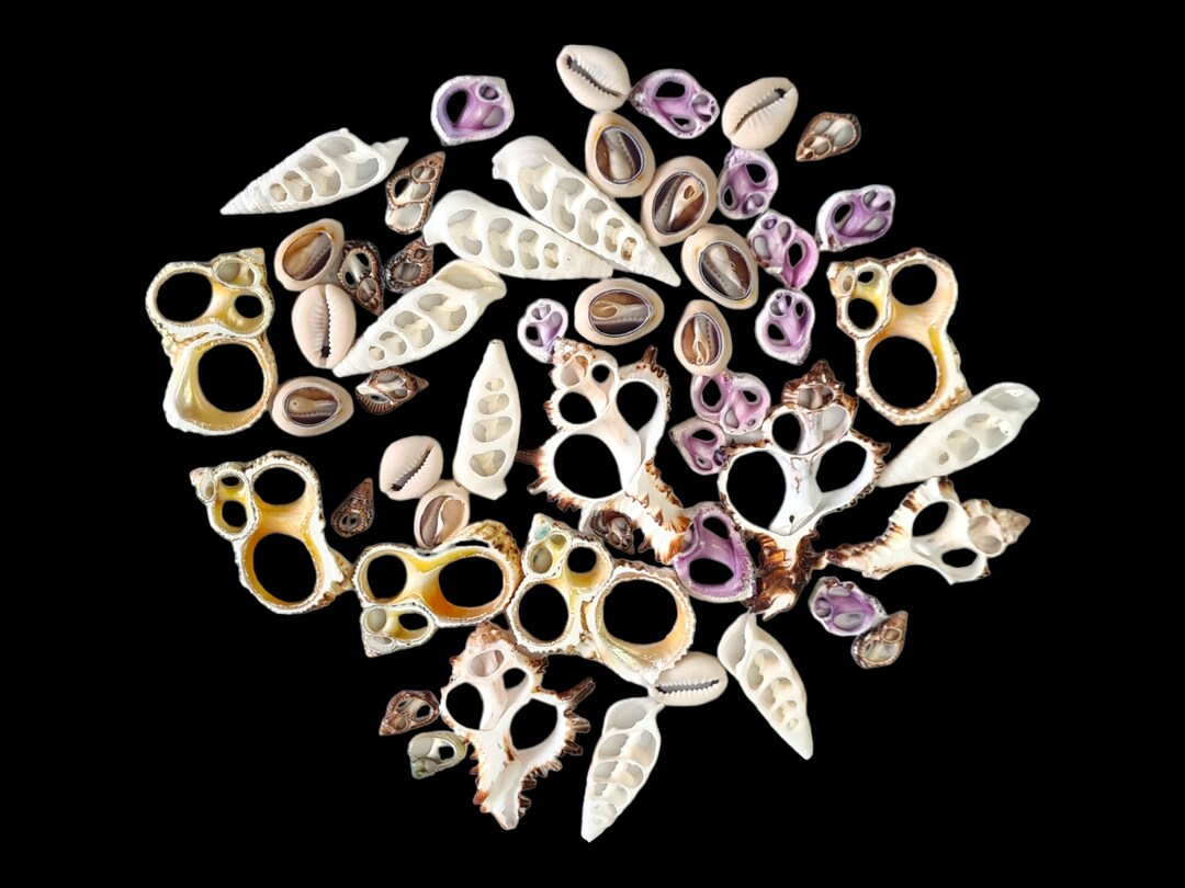 Mixed Sliced Natural Shell Beads - Beautiful Cut Seashells for Crafts ...