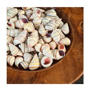 Pale Candy Cane Land Snail (liguus Virgineus) | Caribbean Island Native ...