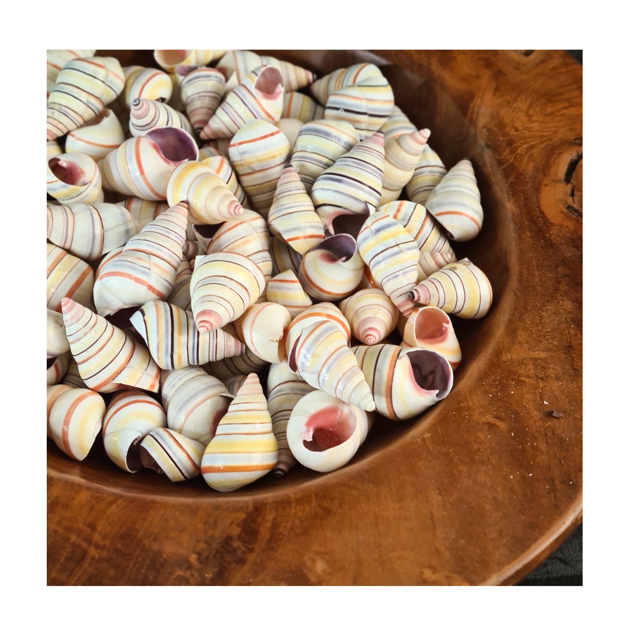Pale Candy Cane Land Snail (liguus Virgineus) | Caribbean Island Native ...