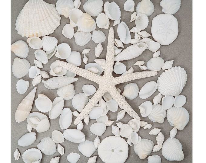 Mixed Shells Natural Shells Seashells Beach Shells Wedding Display ...