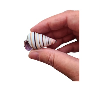 Pale Candy Cane Land Snail (liguus Virgineus) | Caribbean Island Native ...