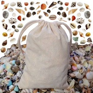 BULK Mixed Small Seashells 500 G (1.1 Lb) Large Bag of Natural Colorful ...