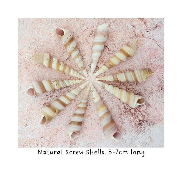 Sea Shell Resin Art - Etsy