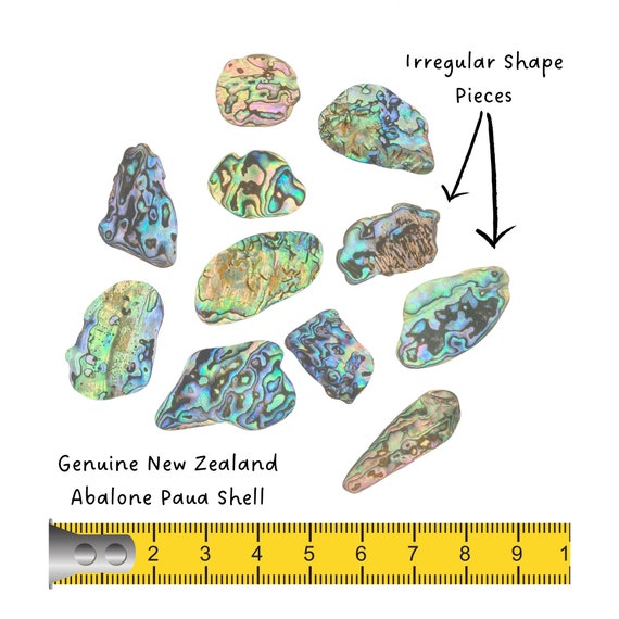 New Zealand Paua Shell Pieces
