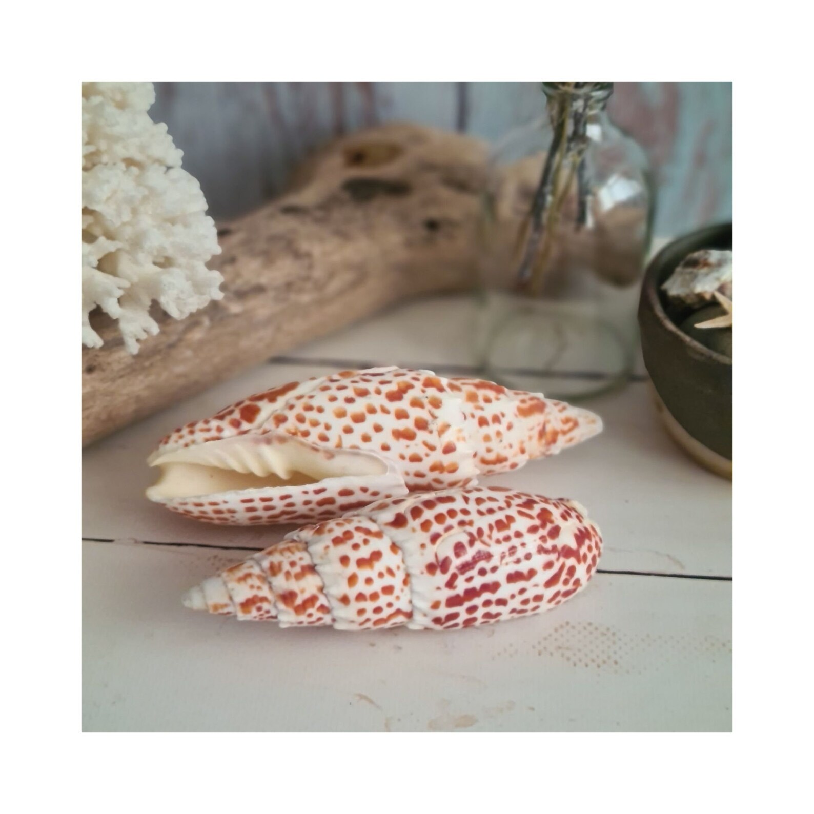 Mitra Episcopalis / Mitra Mitra / Orange and White Spiral Sea Shells ...