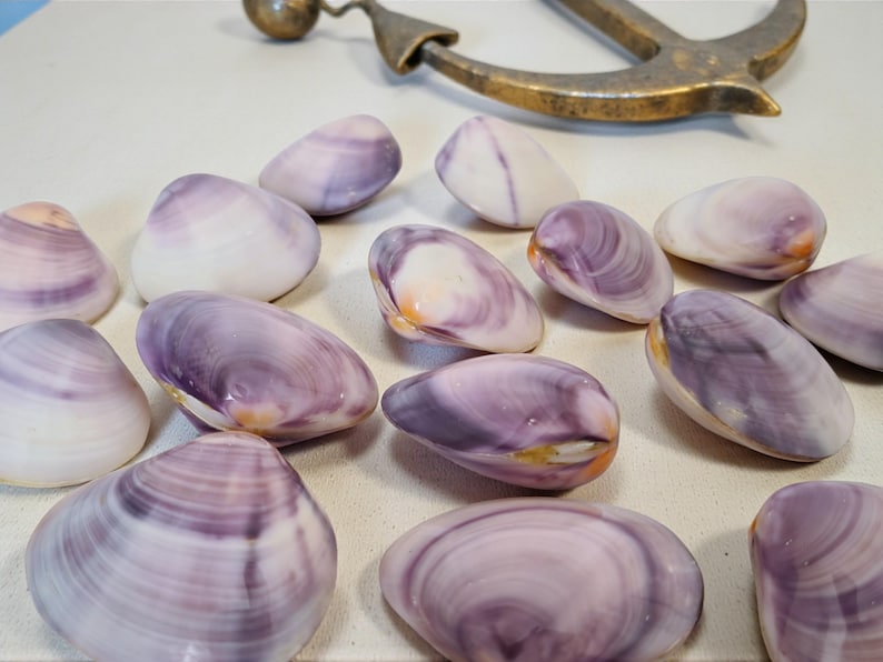 North Quahog Polished Purple Clam Shell Pairs | Set of 6 | Jewelry ...