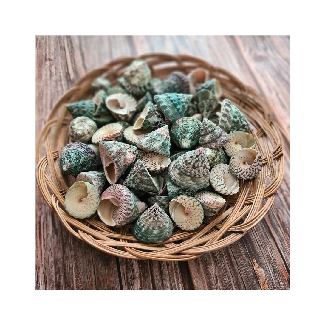 Troca Green Seashells / Natural Green and White "turban" Cone Shaped ...
