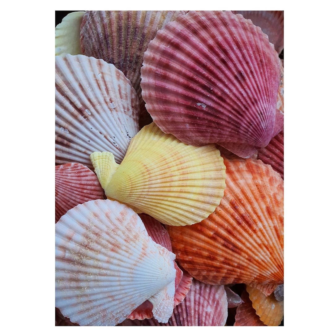 Natural Scallop Shell Multicoloured Pecten Scallop Fans Scallops Beach ...