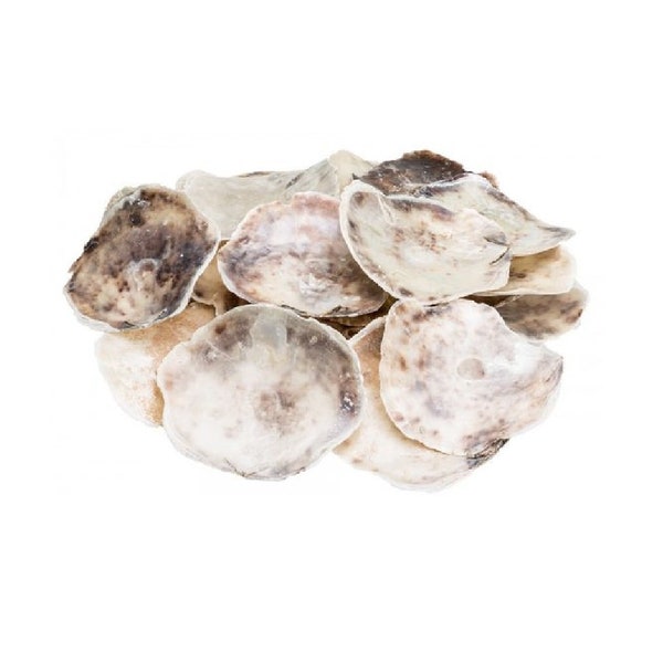 Bulk Capiz Shells - Etsy