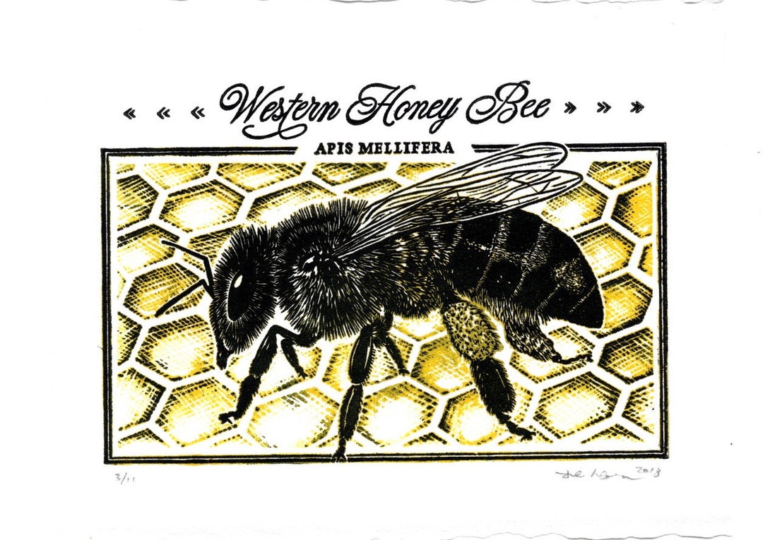 Western Honey Bee - Apis Mellifera Block Print - Etsy
